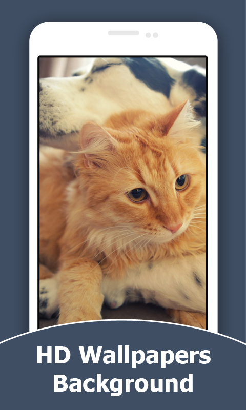 Cute Cat Wallpapers - App on Amazon Appstore