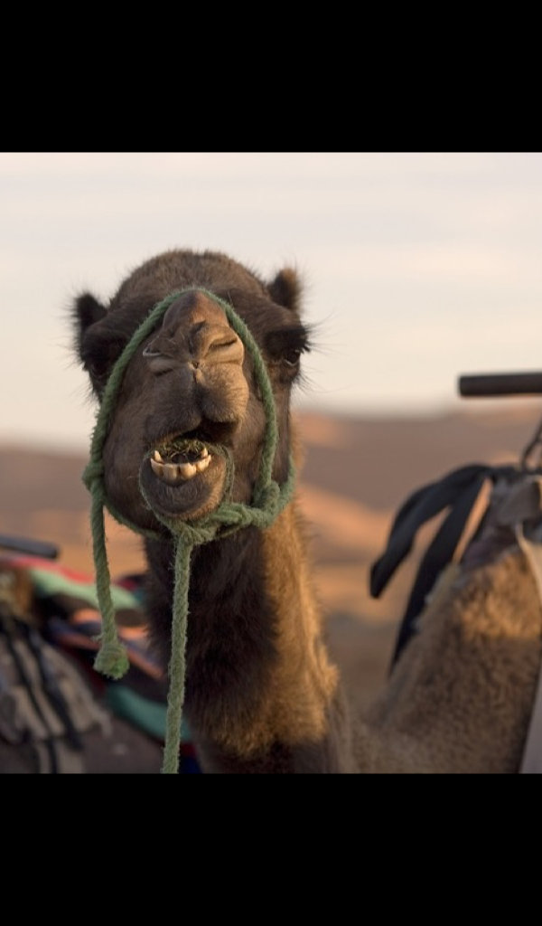 funny camel Wallpaper -- HD Wallpapers of funny camels! - App on Amazon ...