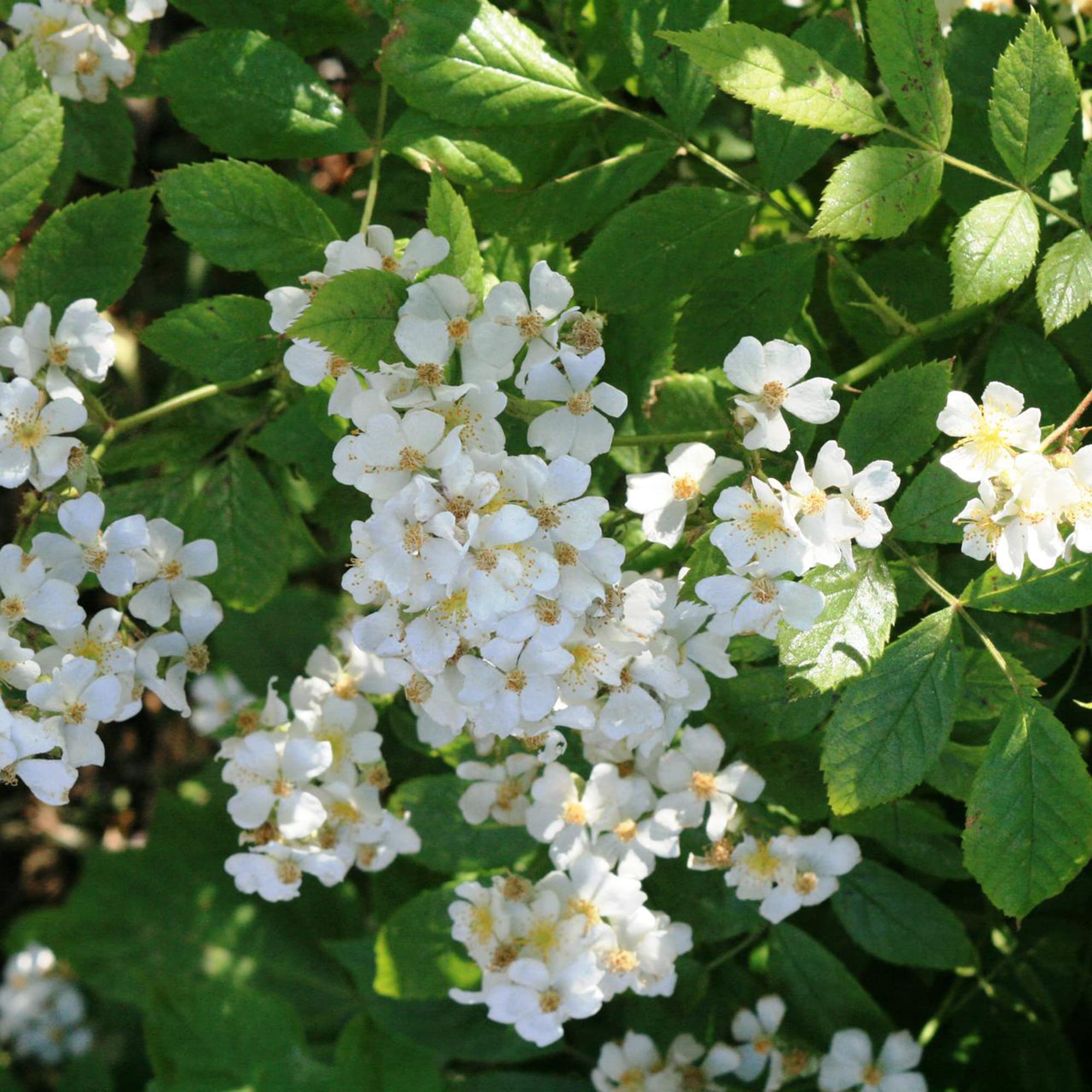 Amazon.com : Rosa Multiflora Seeds Multiflora Rose, Baby Rose Fragrant ...