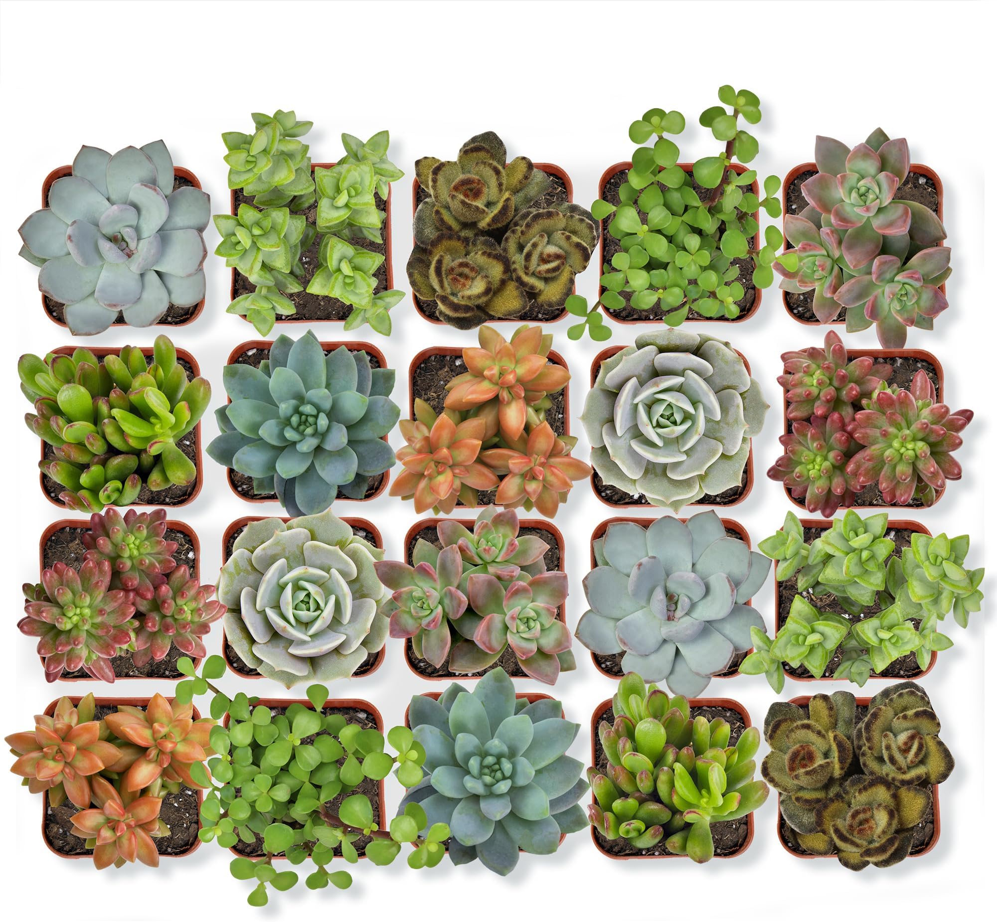 Amazon.com : Live Aeonium Black Rose Plant in 4 Inc Pot Succulent ...