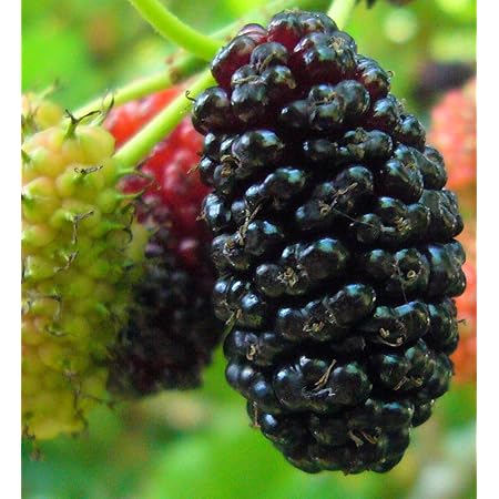 Amazon.com : Illinois Everbearing Mulberry Tree 6-10" Tall, Sweet Fruit ...