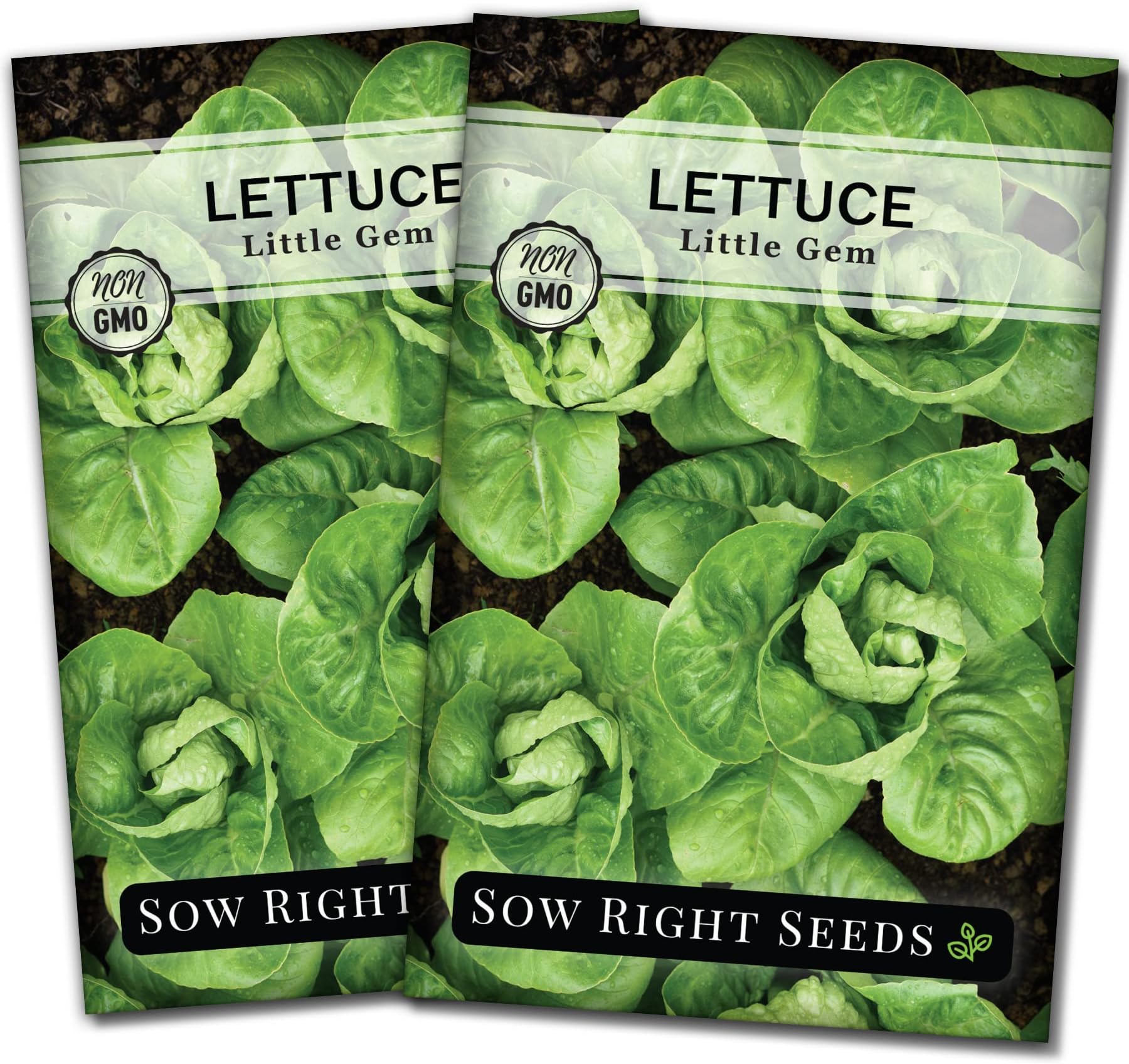 Amazon.com : Sow Right Seeds - Black Seeded Simpson Lettuce Seeds for ...