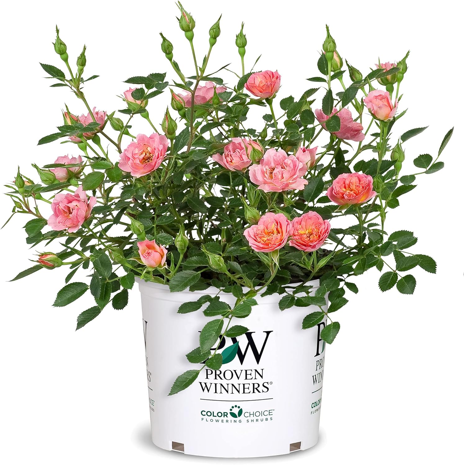 Amazon.com : 2 Gal Proven Winners Petit Pink Rose : Patio, Lawn & Garden