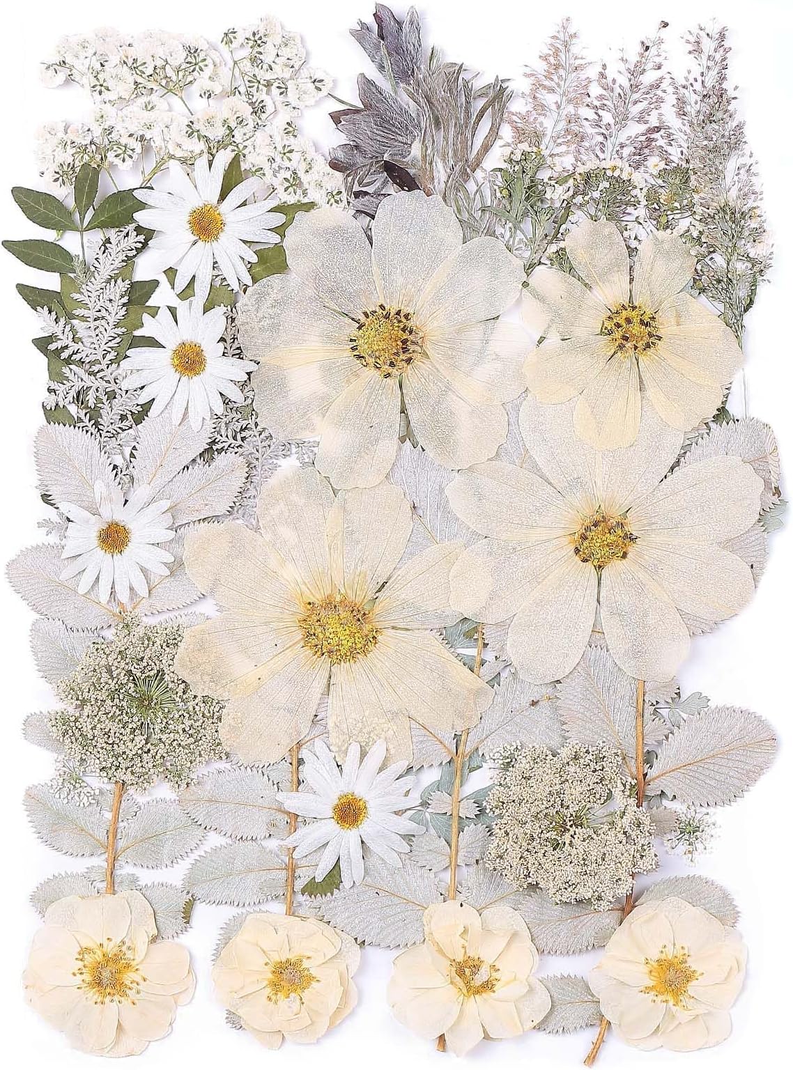 Amazon.com: 12“ Large Dried Pressed Flowers for Art Crafts, Real Dry ...