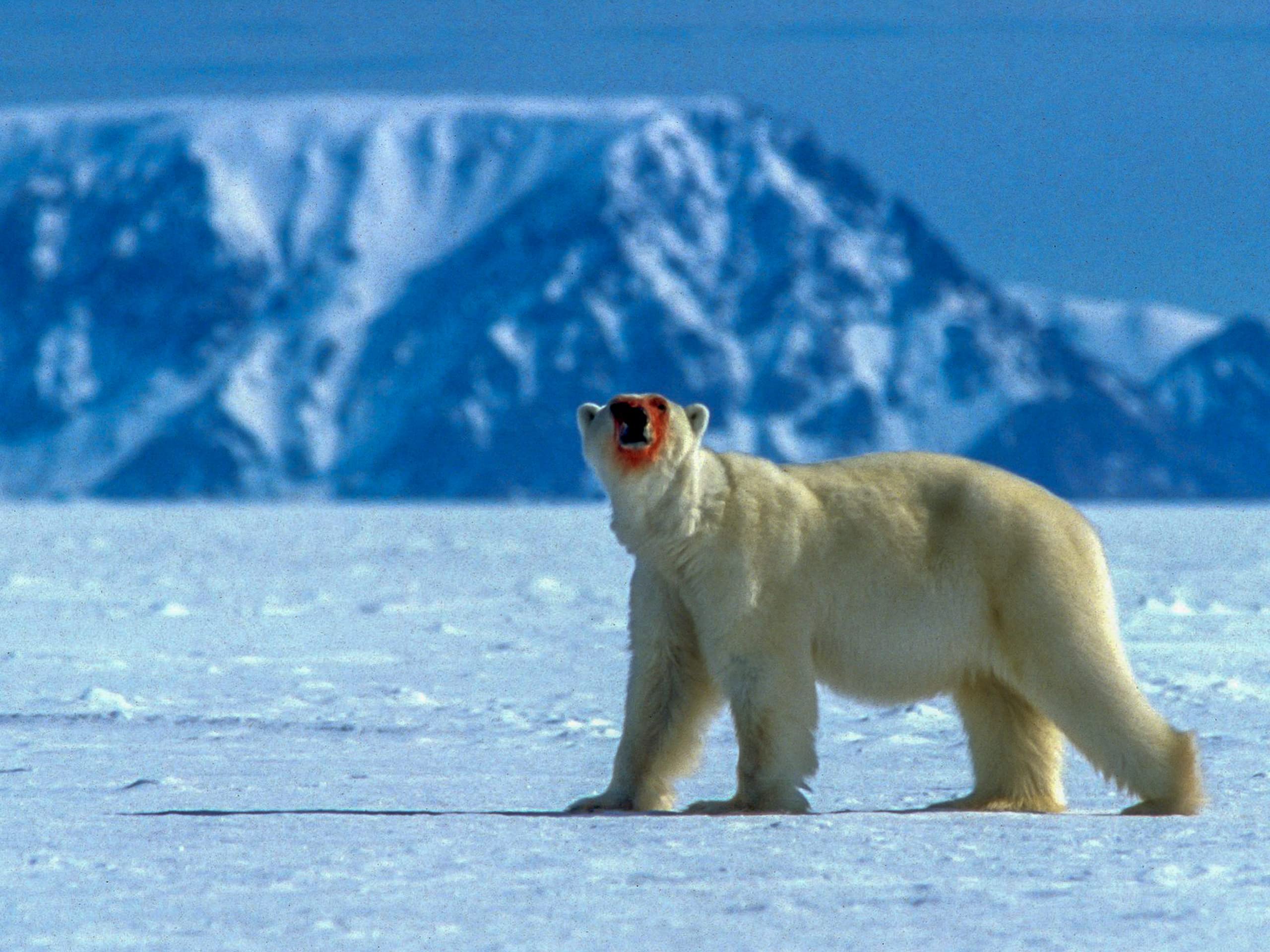 Amazon.de: The Blue Planet - Season 1 ansehen | Prime Video