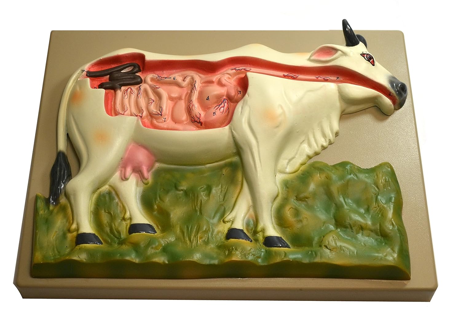 Eisco Labs Cow Digestive System Model: Amazon.com: Industrial & Scientific