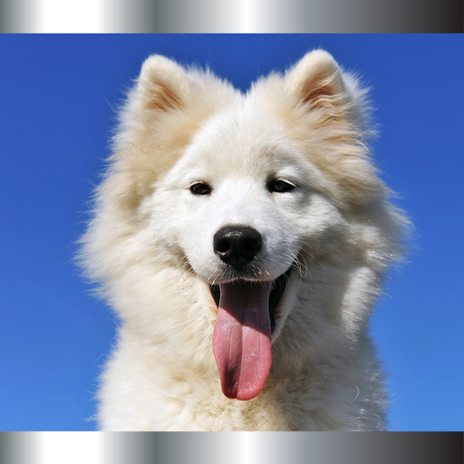 Dog Ringtones - App on Amazon Appstore