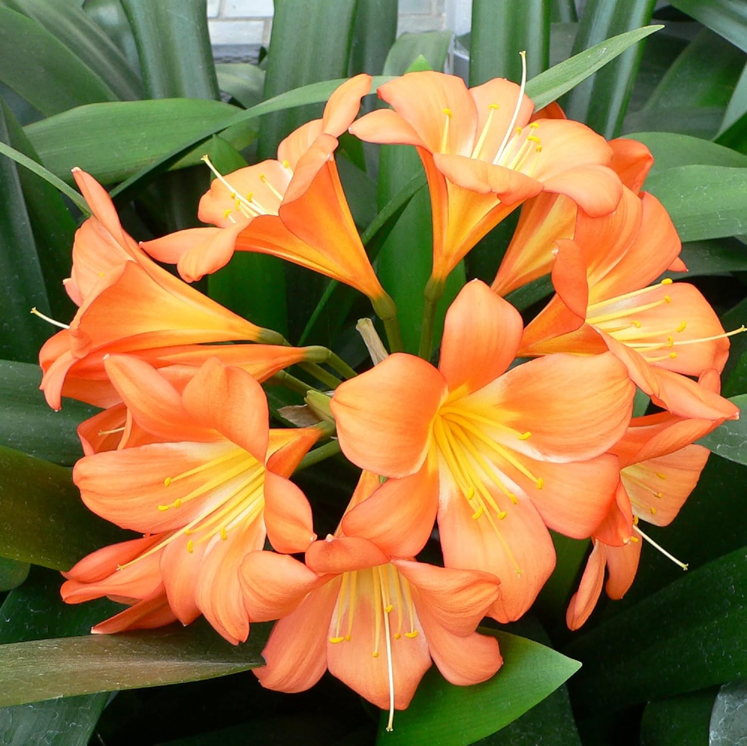 Amazon.com : CHUXAY GARDEN Clivia Miniata-Natal Lily,Bush Lily,Kaffir ...