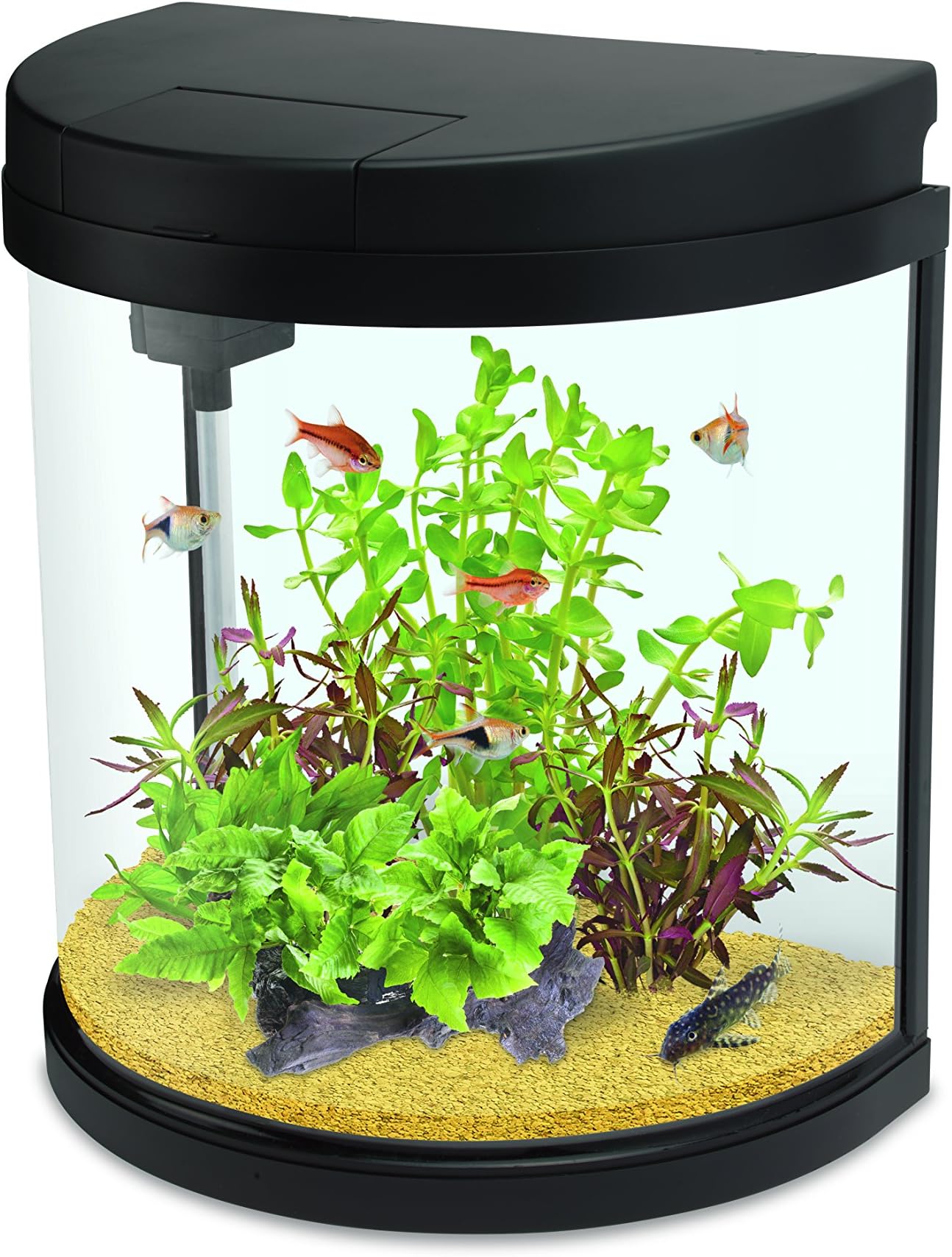 Interpet Fishbox Half-Moon Aquarium Fish Tank, 19 Litre, with Easy Care ...