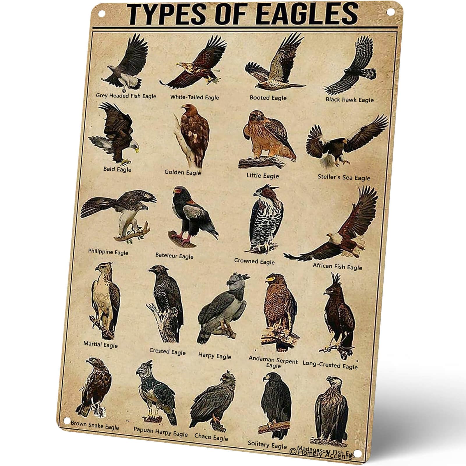 Amazon.com: Homely Accents Types Of Eagles Metal Signs, Vintage ...
