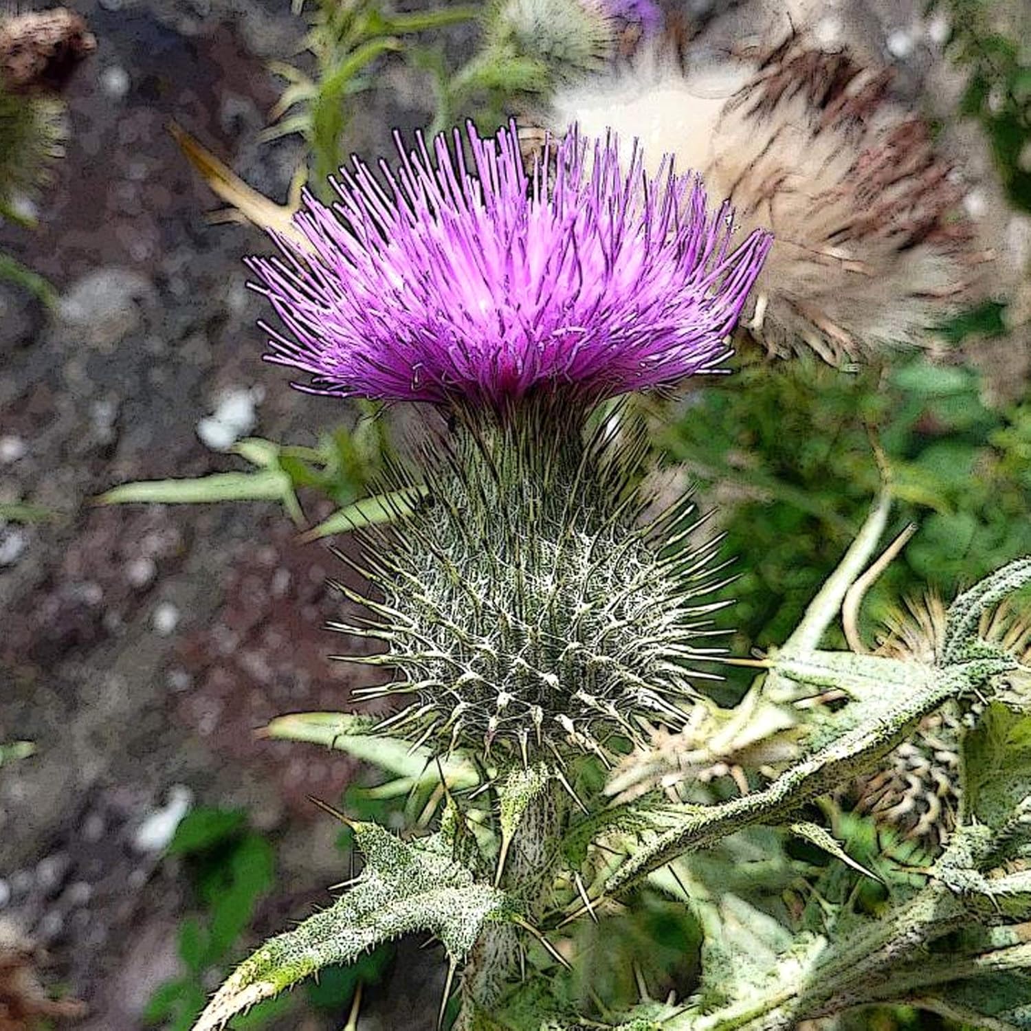 Milch-Distel-Samen, 50Pcs / Beutel Blumensamen Medicinal Natürliche ...