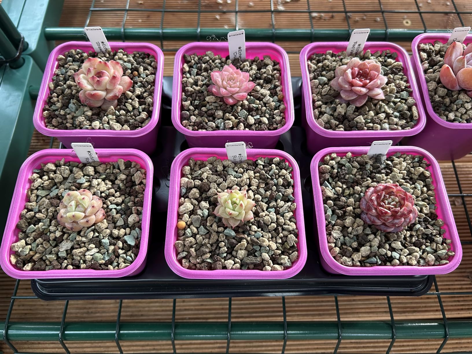 Tymar 48x Anzuchttöpfe mit Untersetzer, Blumentopf mit Pflanzschalen ...