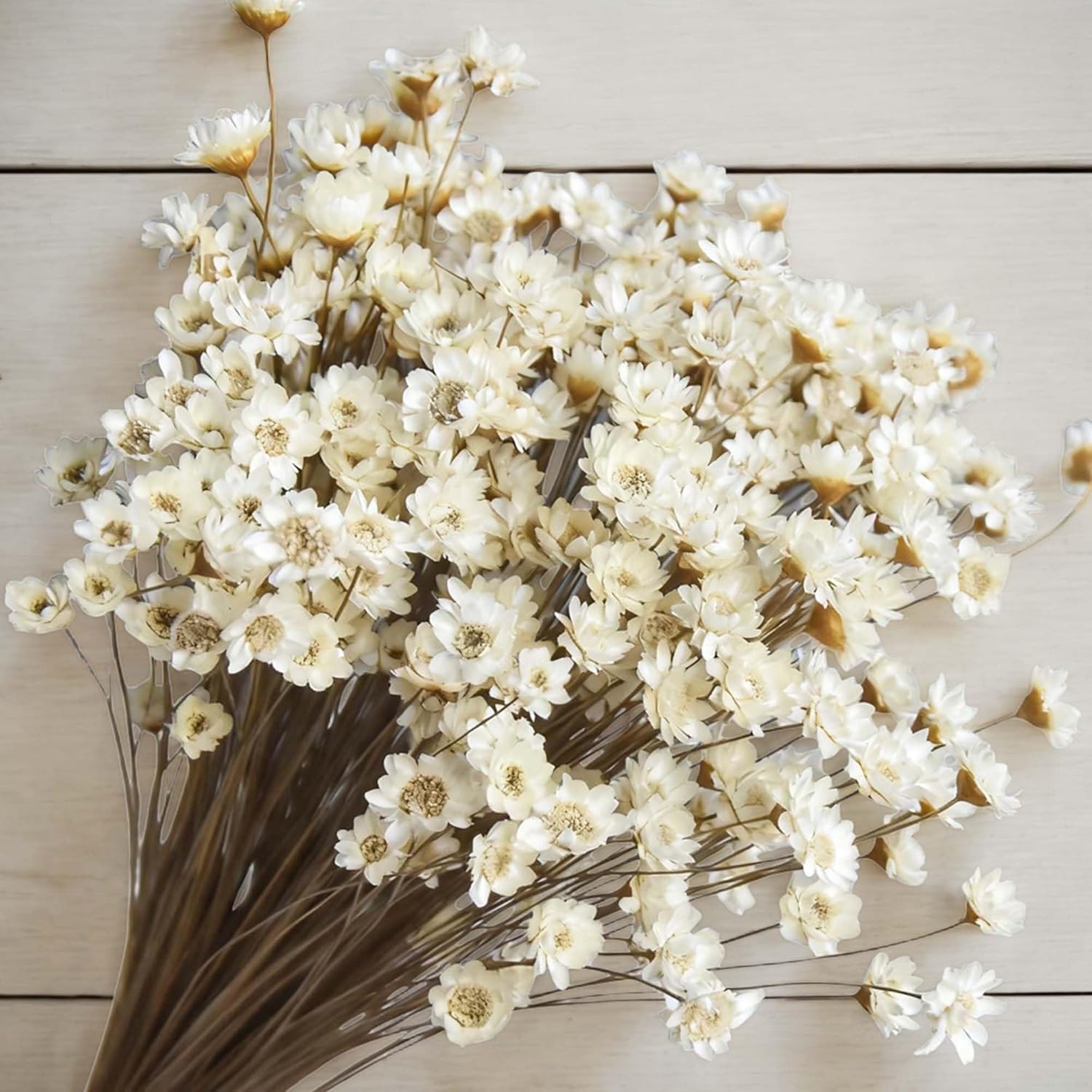 Amazon.com: 300 PCS Natural Dry Flowers Brazilian Small Star Daisy,13 ...
