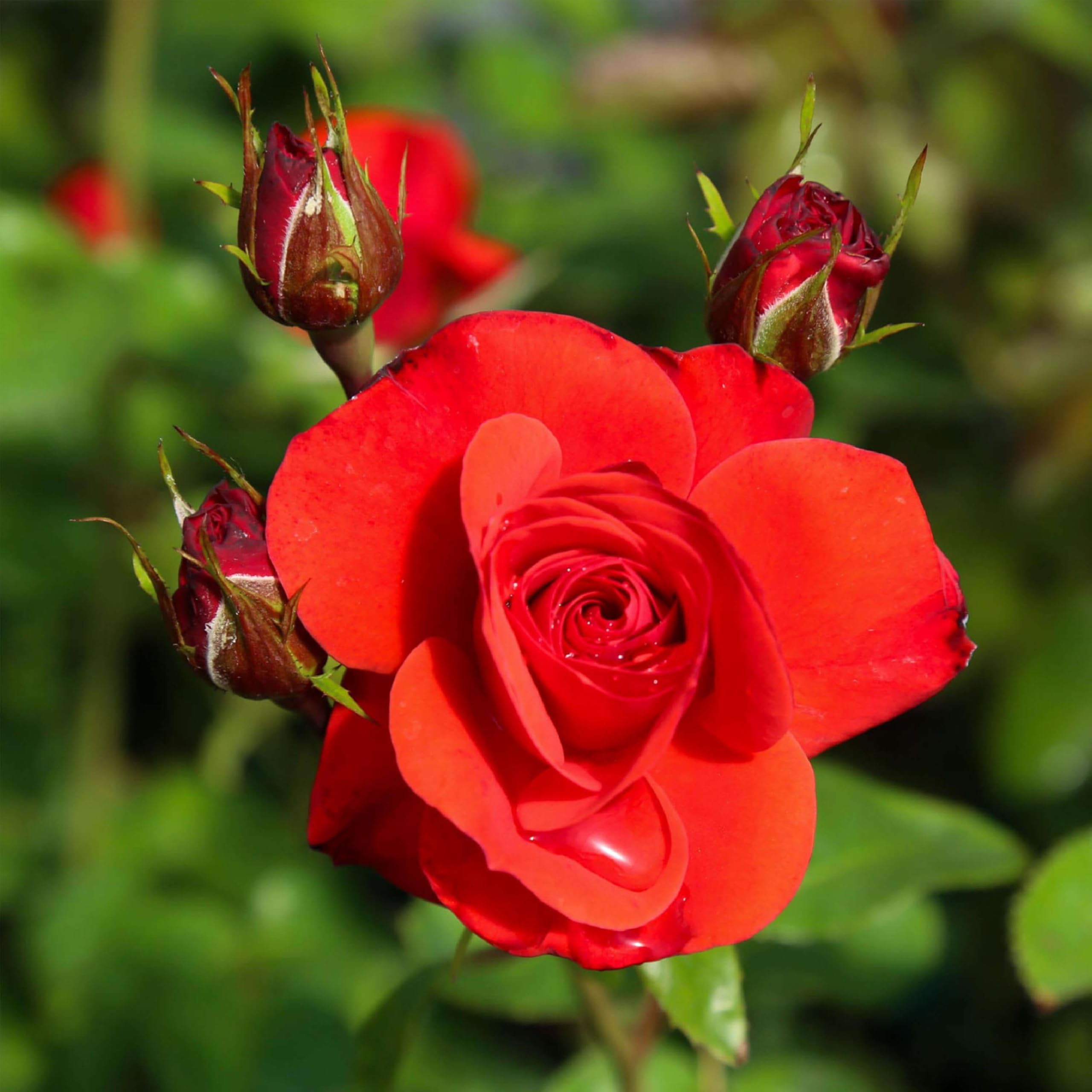 5 Best Meidiland Fire Rose | Skip the Dead Sticks