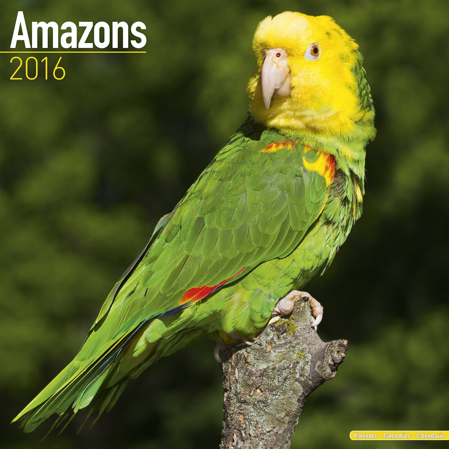 Amazon Parrot Calendar - Only Amazon Parrots Calendar - 2016 Wall ...