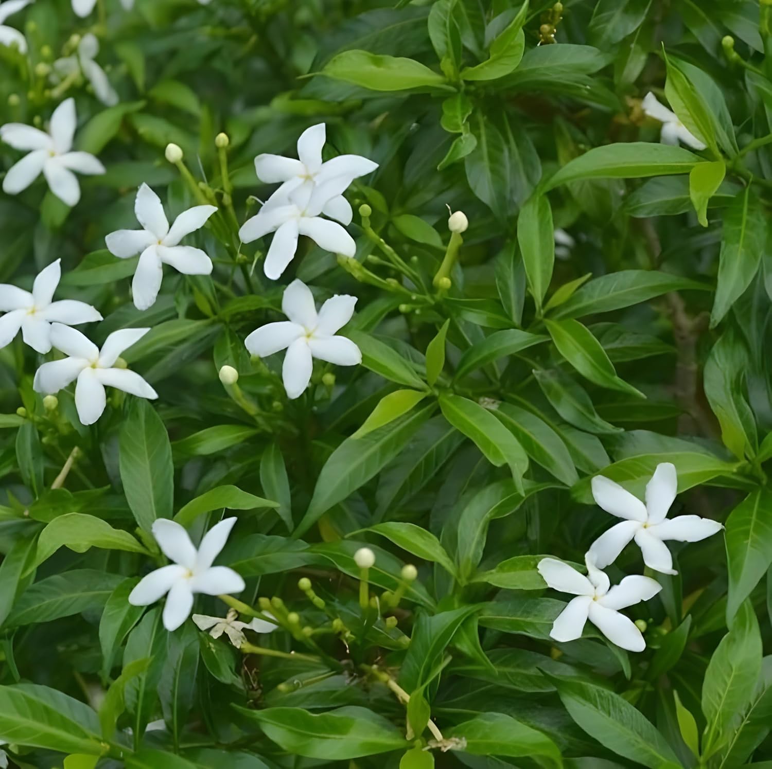 Green view Live Plant Tagar Mini Plant Crape Tabernaemontana divaricata ...