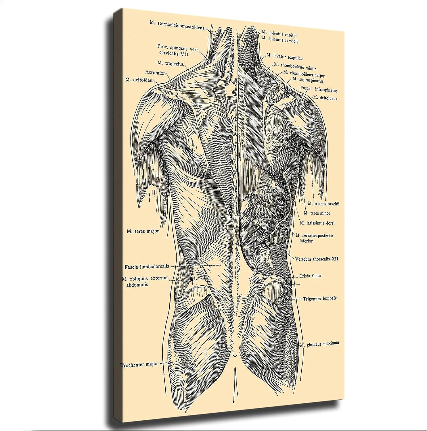 Amazon.com: Anatomy Vintage Human Muscles Medical Anatomy Canvas ...