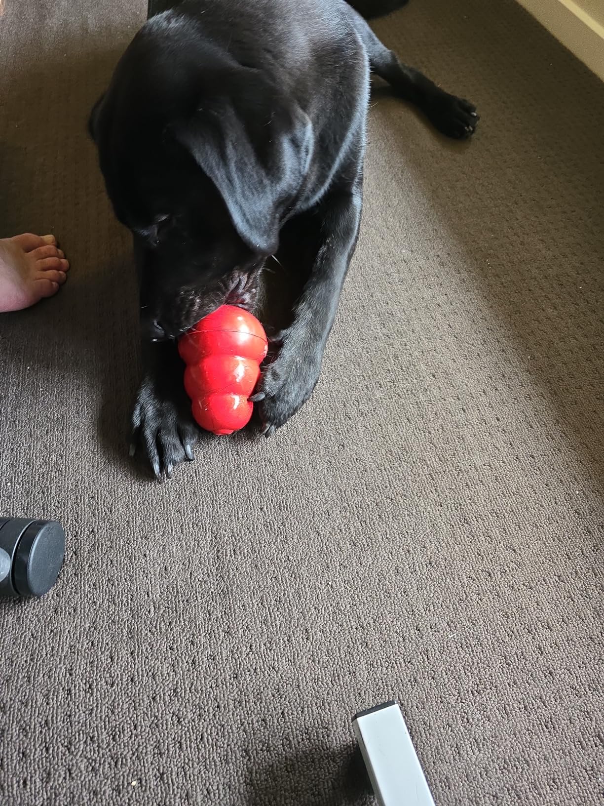 KONG - Classic Dog Toy - Durable Natural Rubber - Fun to Chew, Chase ...