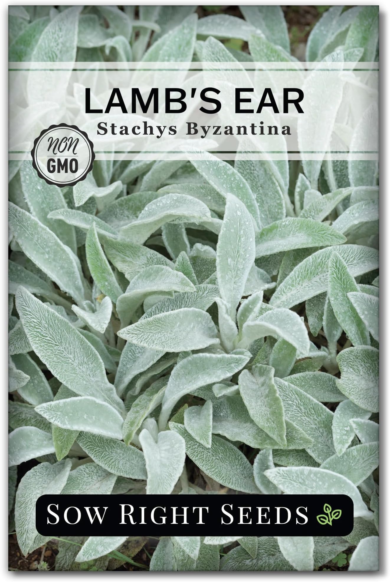 Amazon.com : Sow Right Seeds - Lambs Ear Seeds for Planting - Non-GMO ...