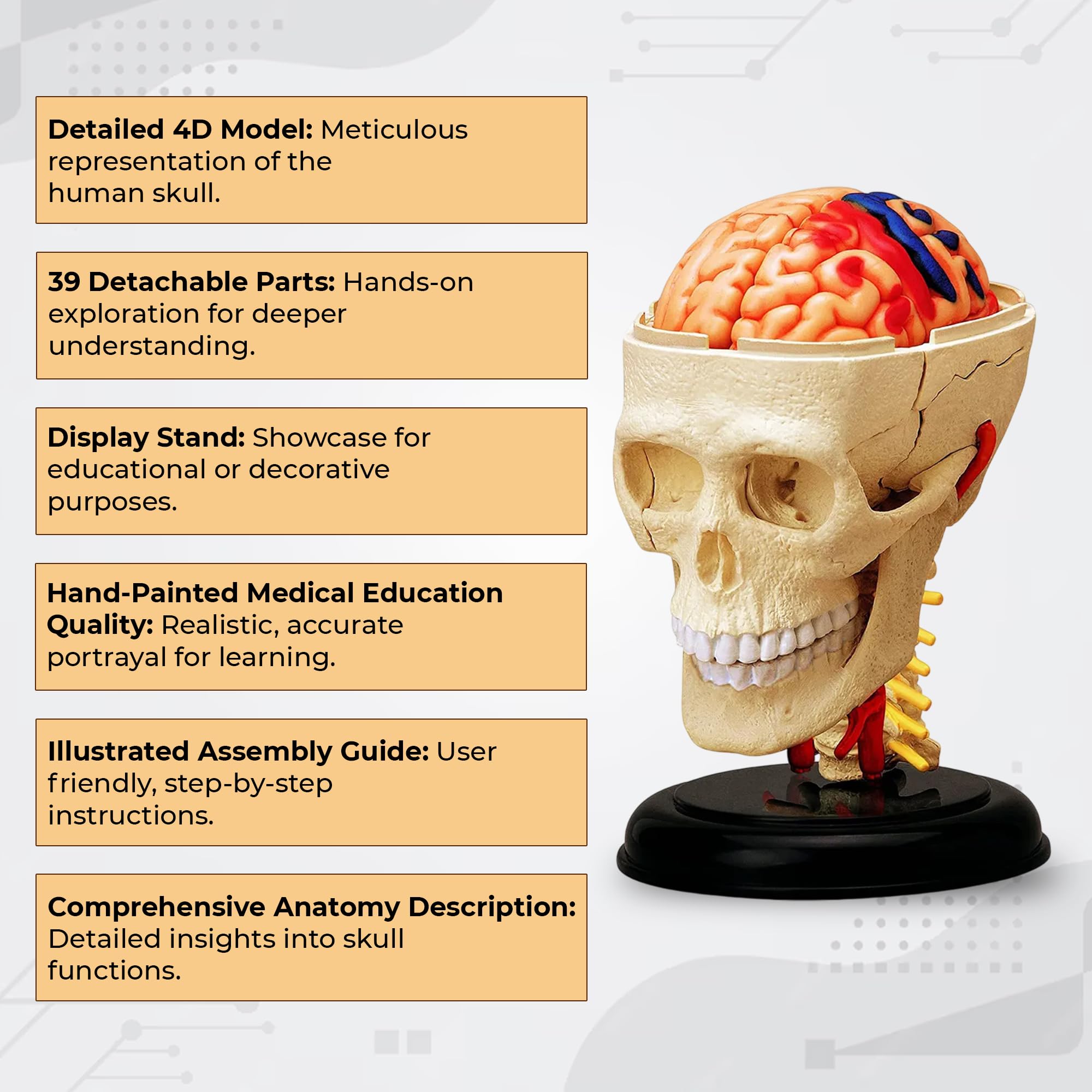 Human Skull Anatomy 3d Anatomy 3D Atlas