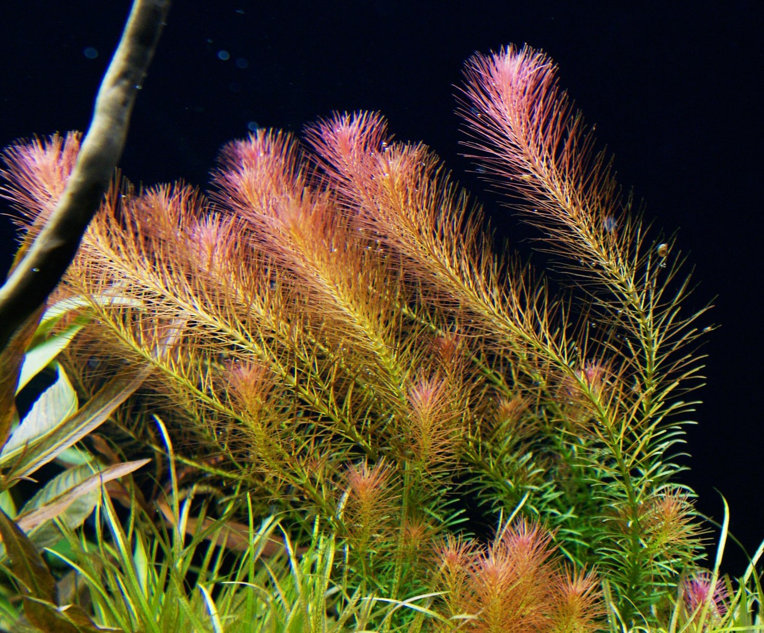 Rotala Wallichii