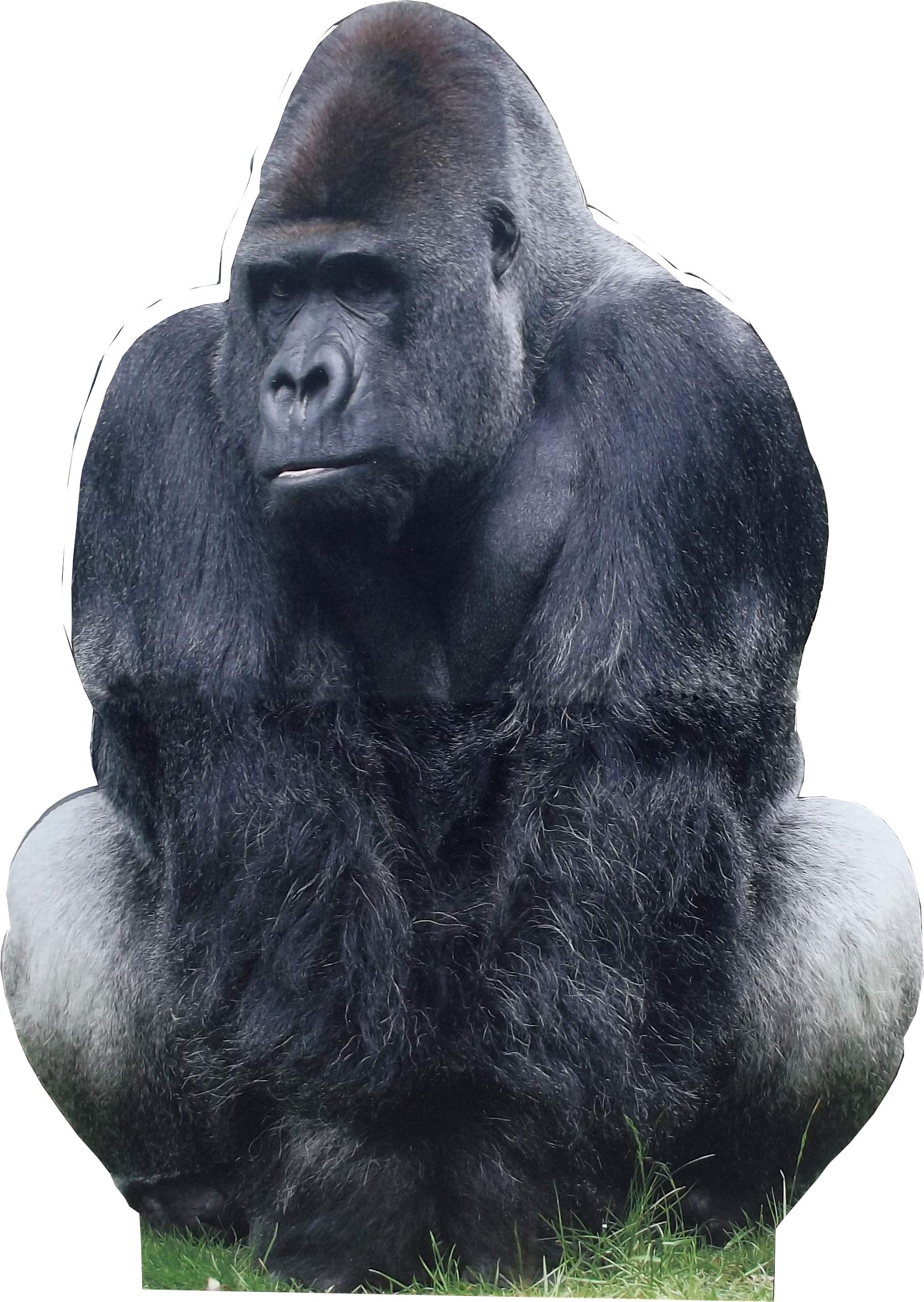 Buy Aahs Engraving Animal Life Size Cardboard Cutout Stand Up Standee Picture Photo Print buy-aahs-engraving-animal-life-size-cardboard-cutout-stand-up-standee-picture-photo-print