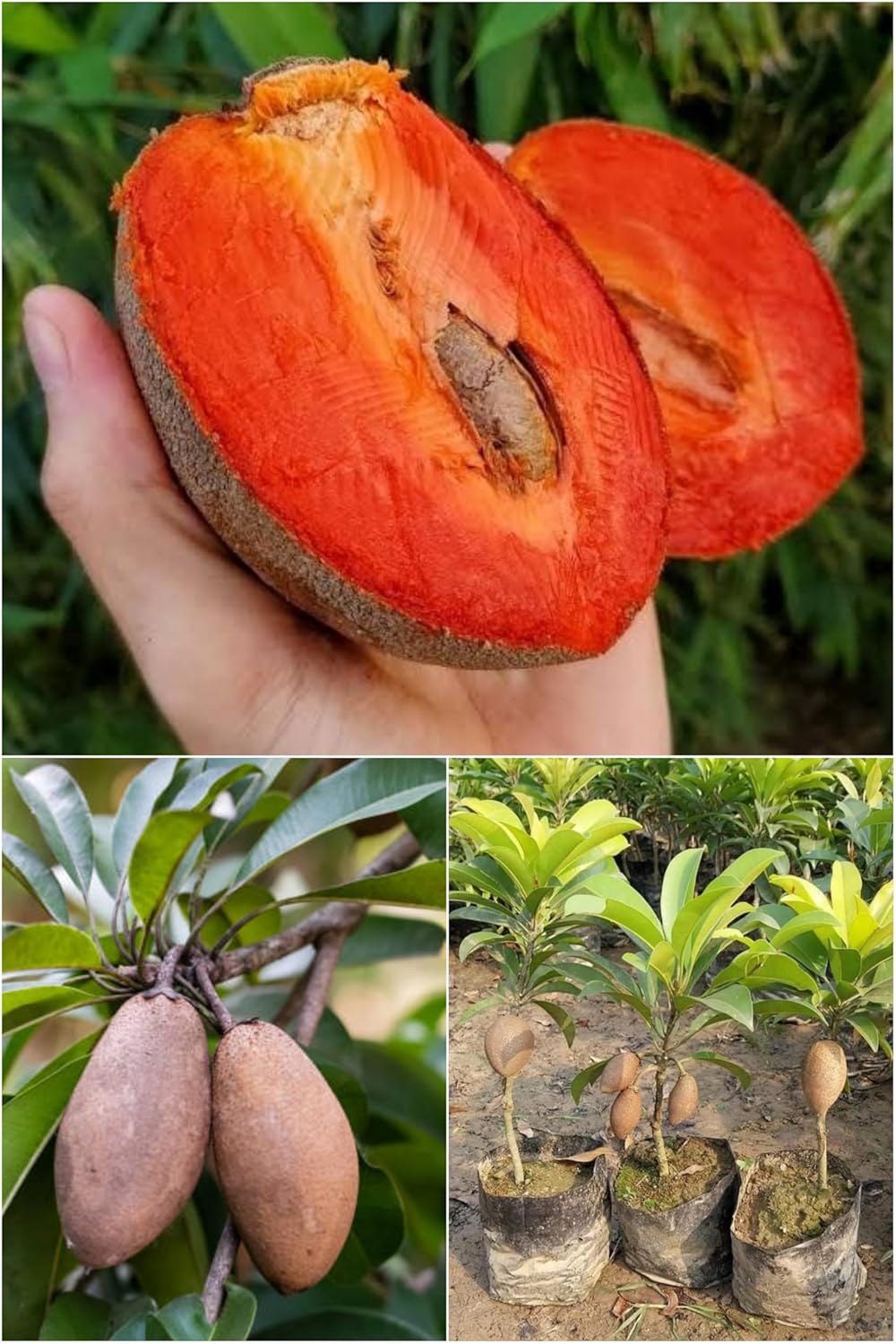 Thai Red Sapota/Chiku Plant One Healthy Live Grafted Hybrid All Season ...
