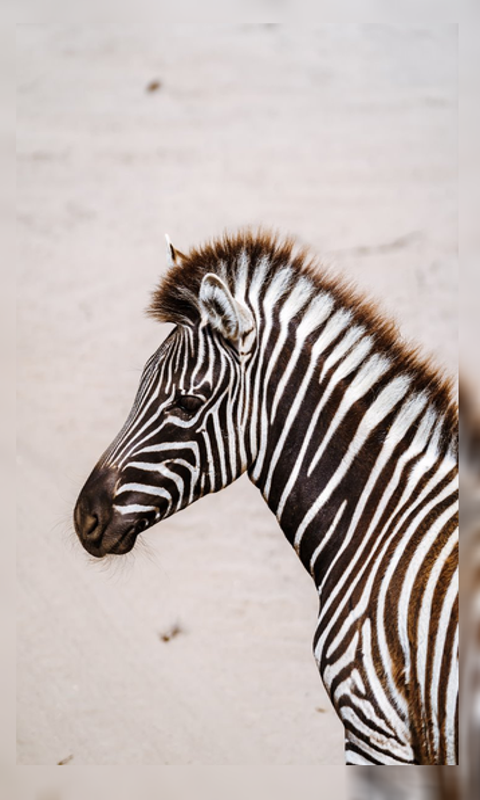 4K Zebra Wallpapers - Aplicativo na Amazon Appstore