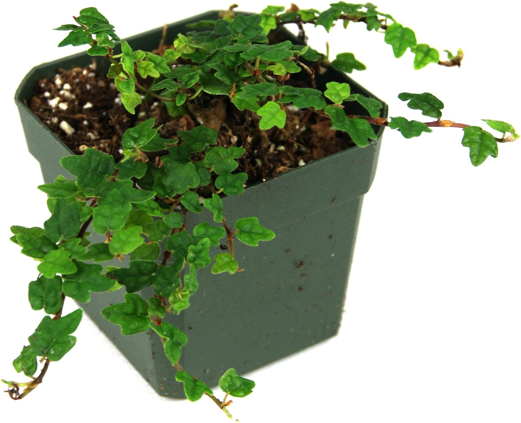 Amazon.com: Sprig & Stone Live Mini Ferns Terrarium Plants (Brilliance ...