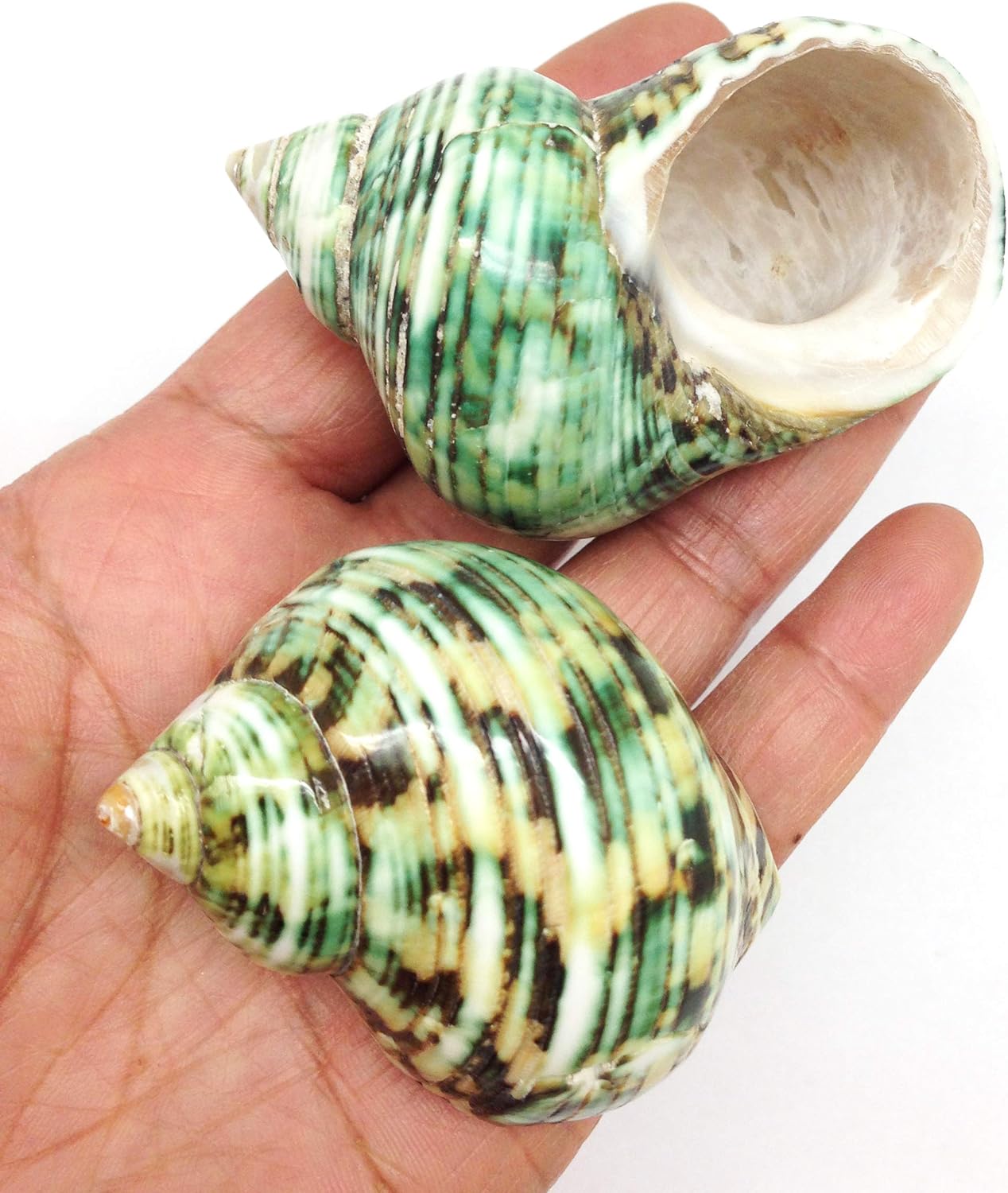 Amazon.com: PEPPERLONELY 3 PC Natural Large Hermit Crab Shells, Green ...