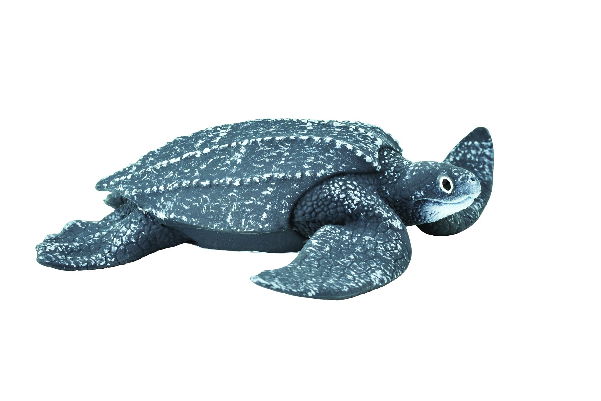 Leatherback Sea Turtle Pictures
