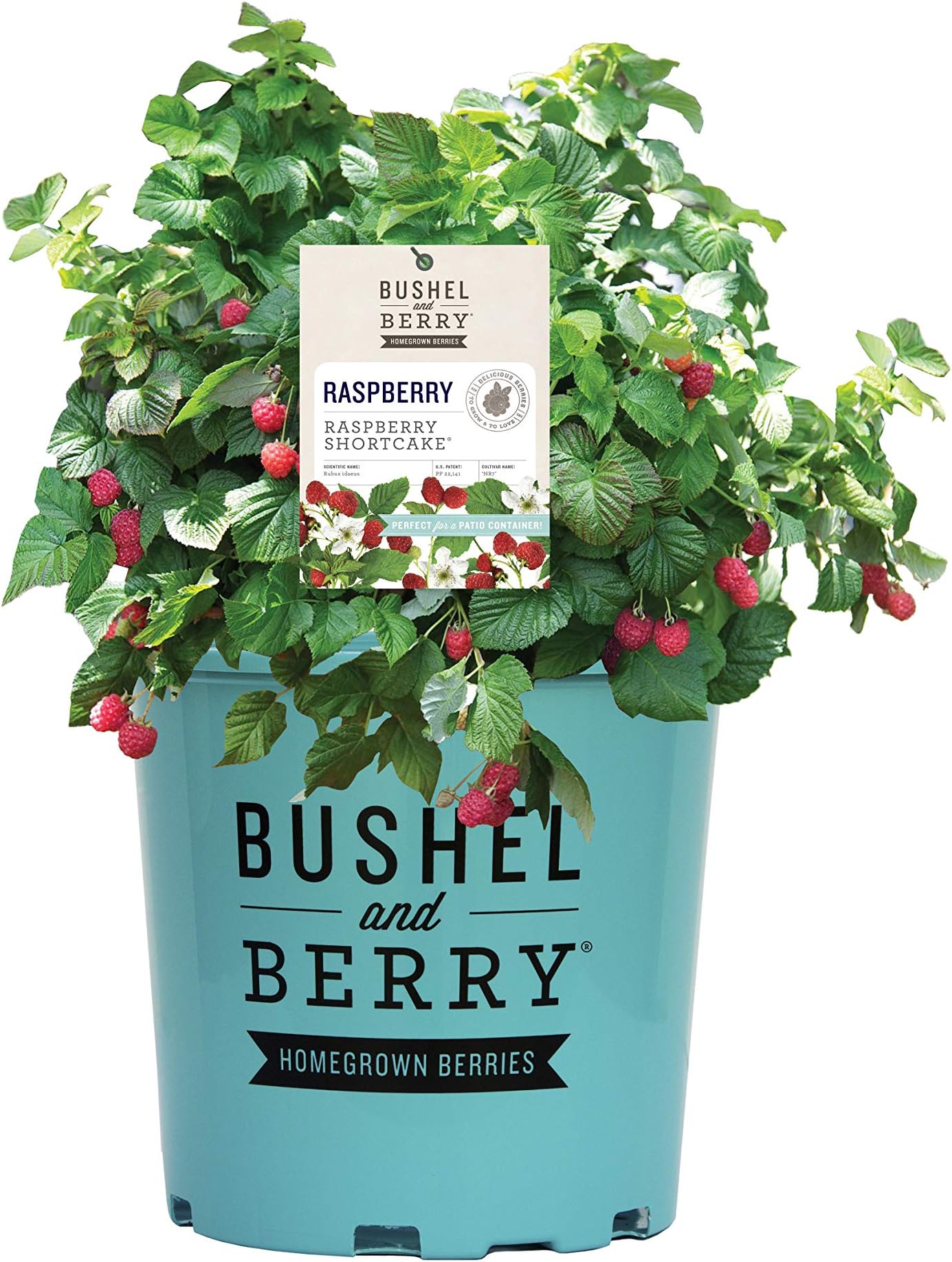 Amazon.com : Rubus Strawberry Shortcake G2 RAZ : Patio, Lawn & Garden