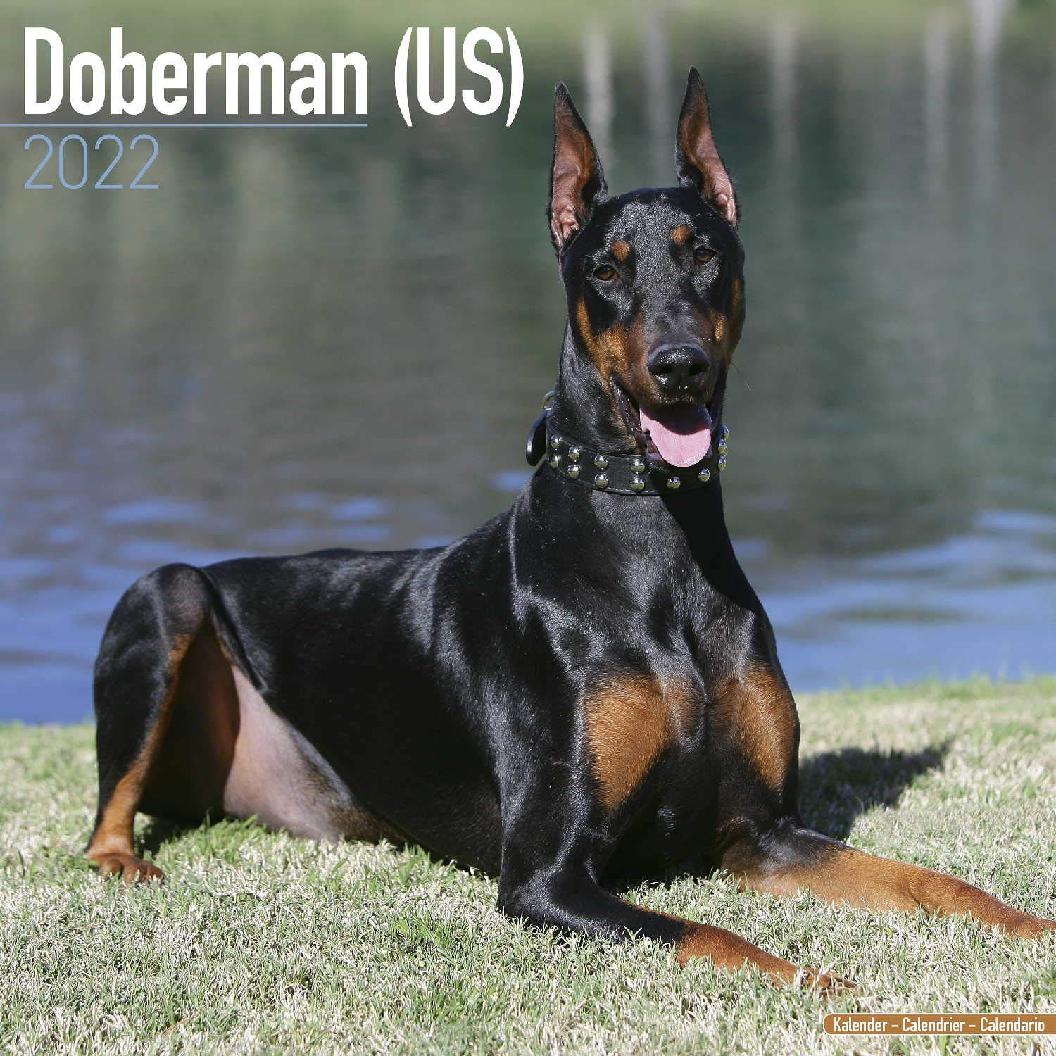 Doberman Calendar (US) - Doberman Pinscher - Dog Breed Calendars - 2021 ...
