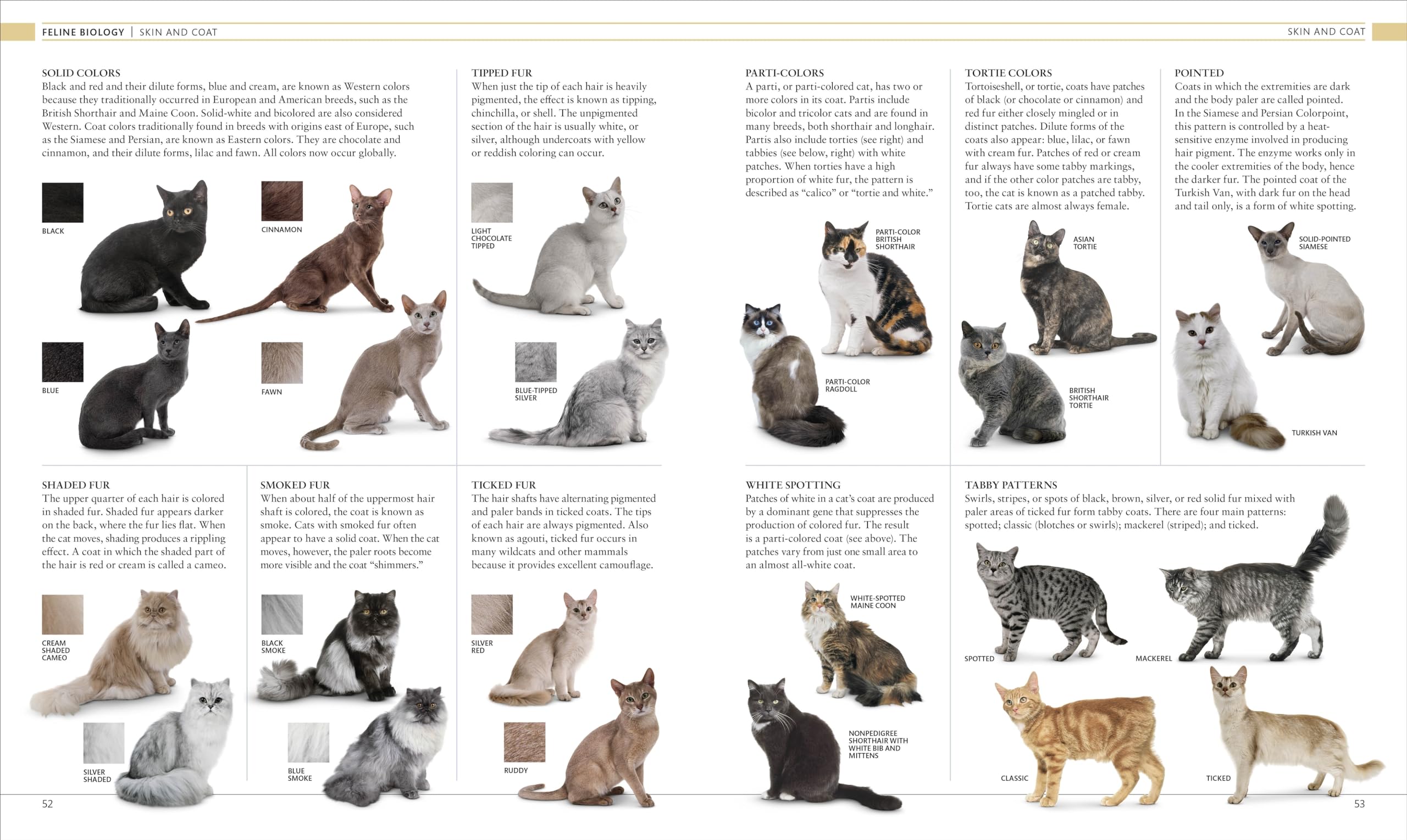 Snapklik.com : The Cat Encyclopedia: The Definitive Visual Guide