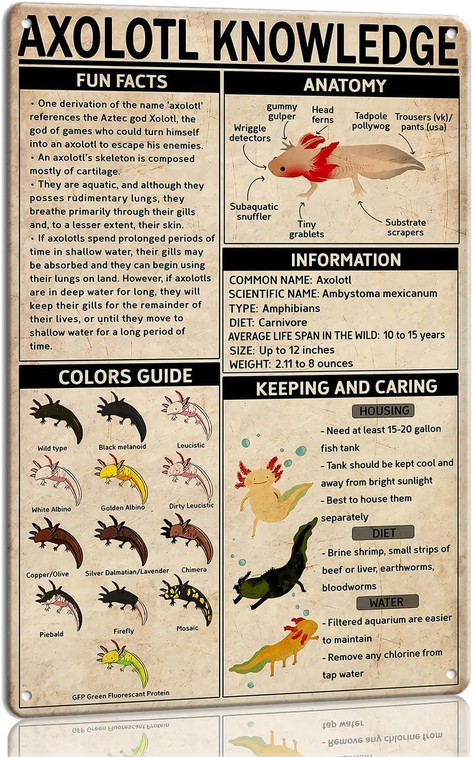 Amazon.com: Axolotl Knowledge Metal Tin Signs Axolotl Information Retro ...