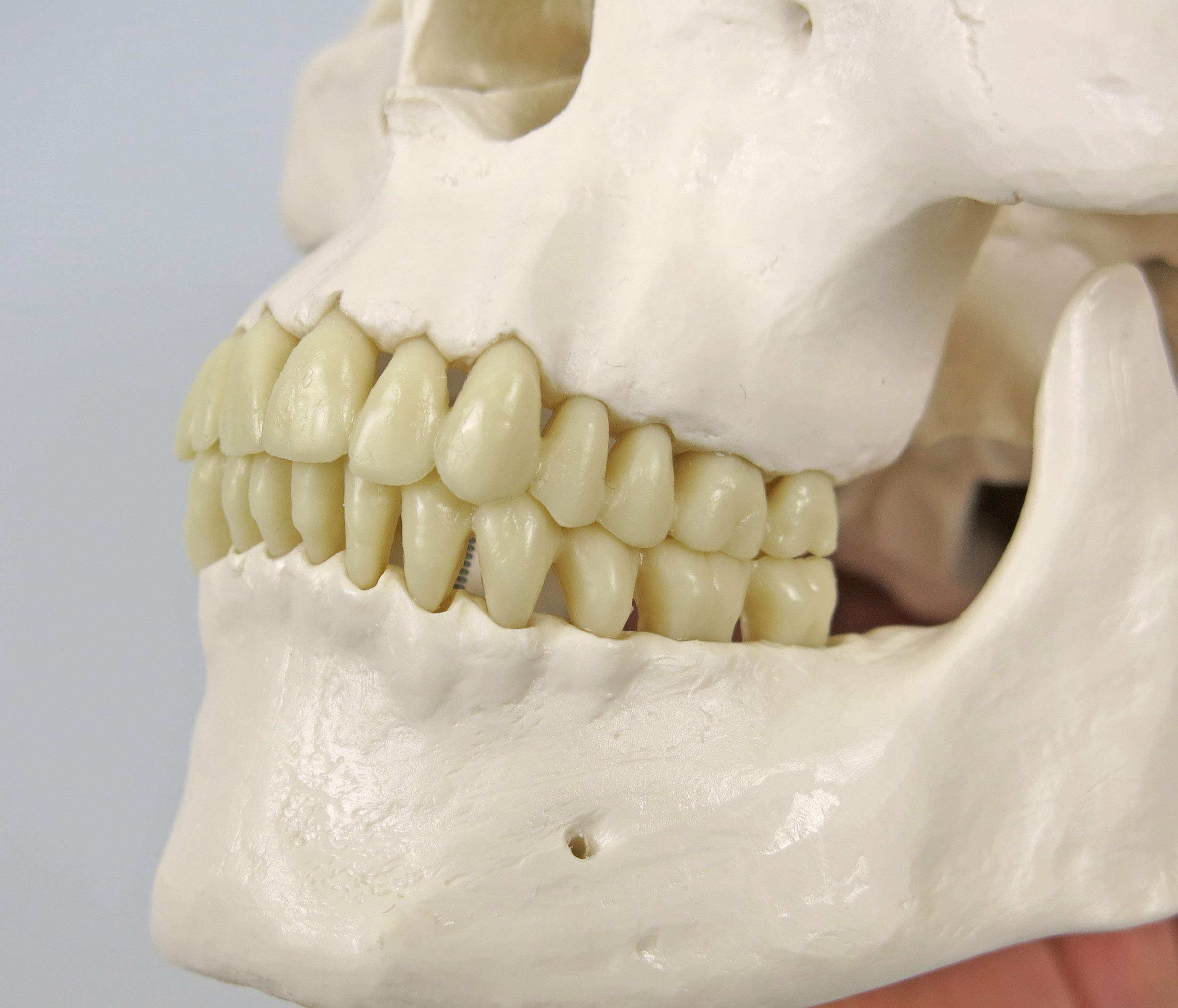 3B Scientific Human Anatomy - A10 Skeleton Model, Classic + free ...