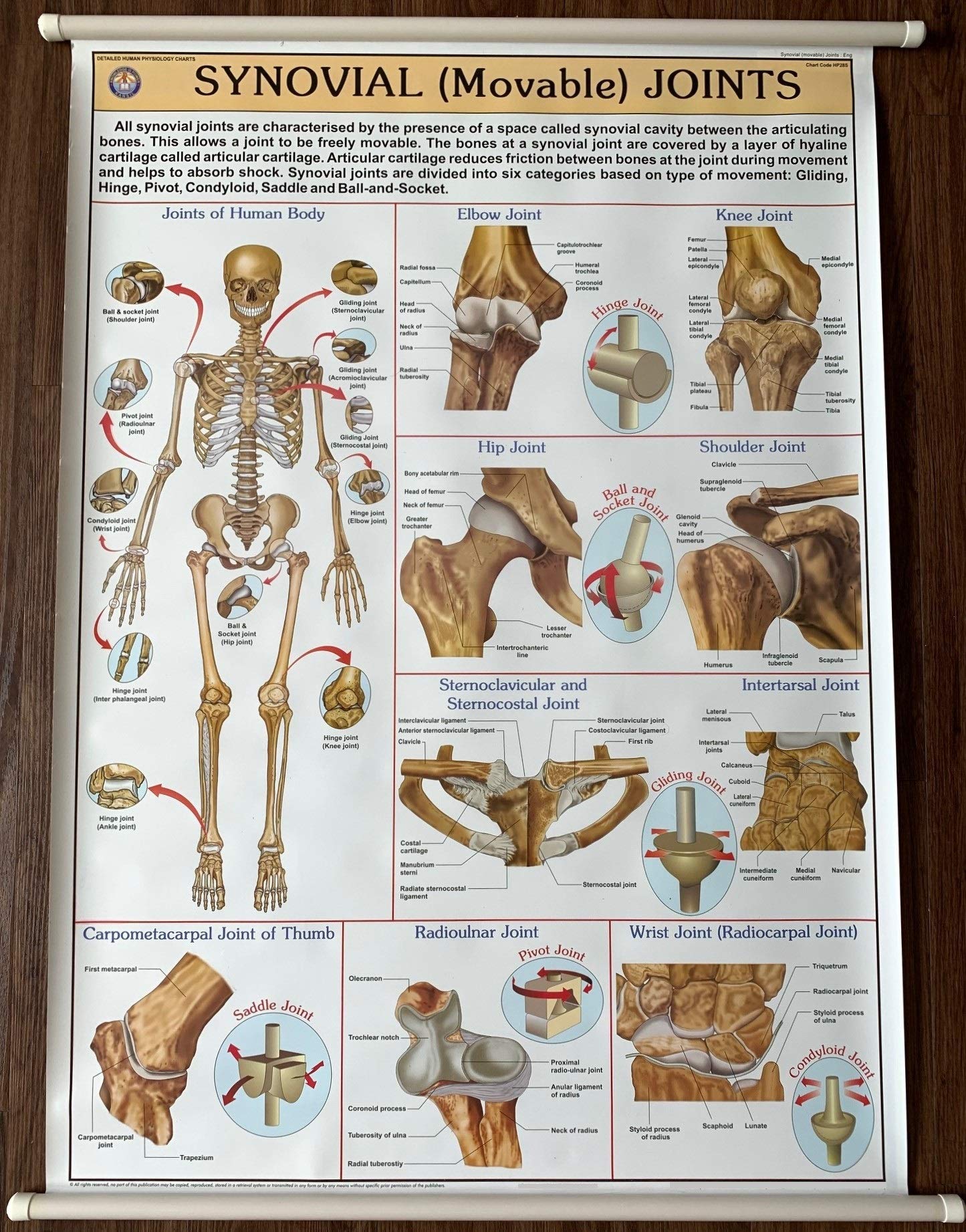 Big Size 39 X 27 Inches Rollable Rollup Human Synovial | Desertcart ...