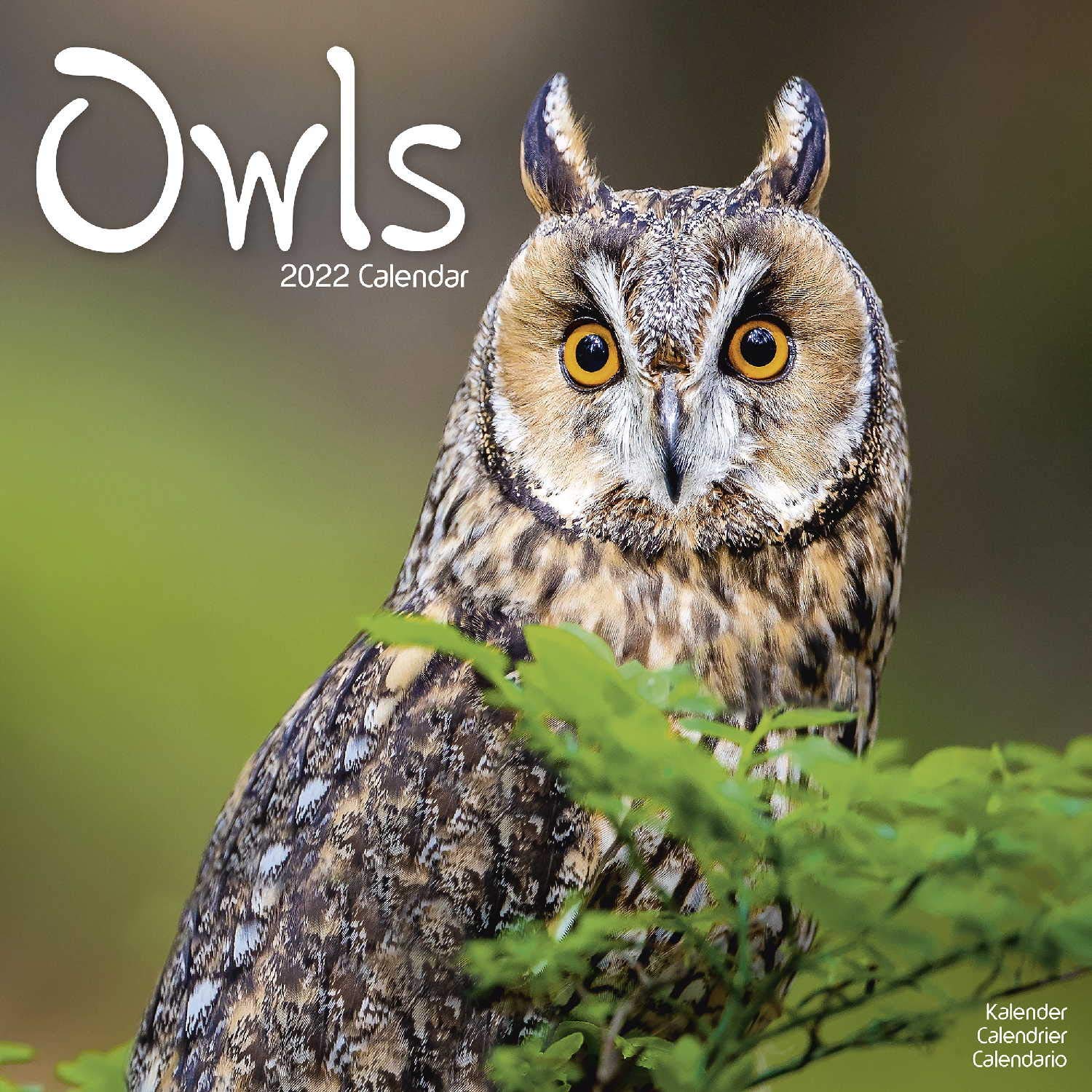 Owl Calendar - Cute Animal Calendar - Calendars 2021 - 2022 Wall ...