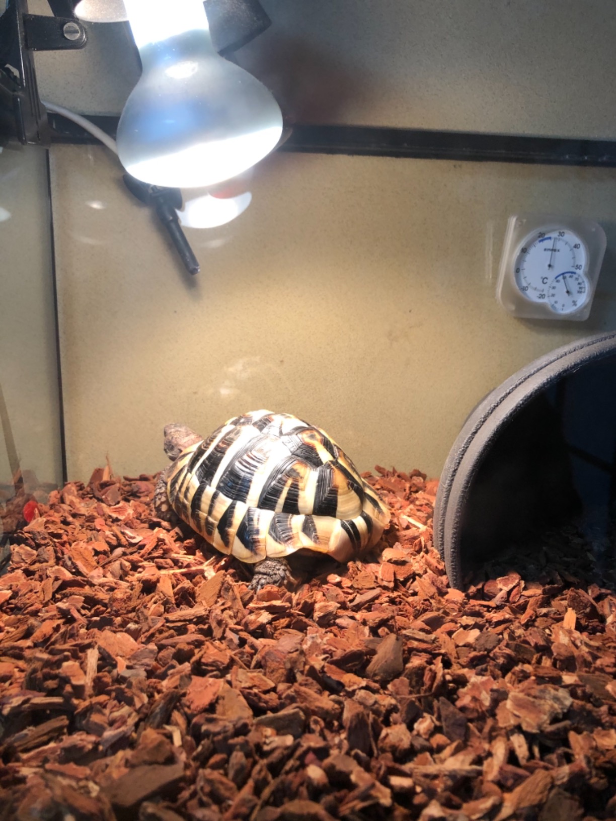 Amazon | ズーメッドジャパン REPTI BARK レプティバーク 26.4L 底床 敷砂(陸棲用) | Zoo Med | 底砂・床材 通販