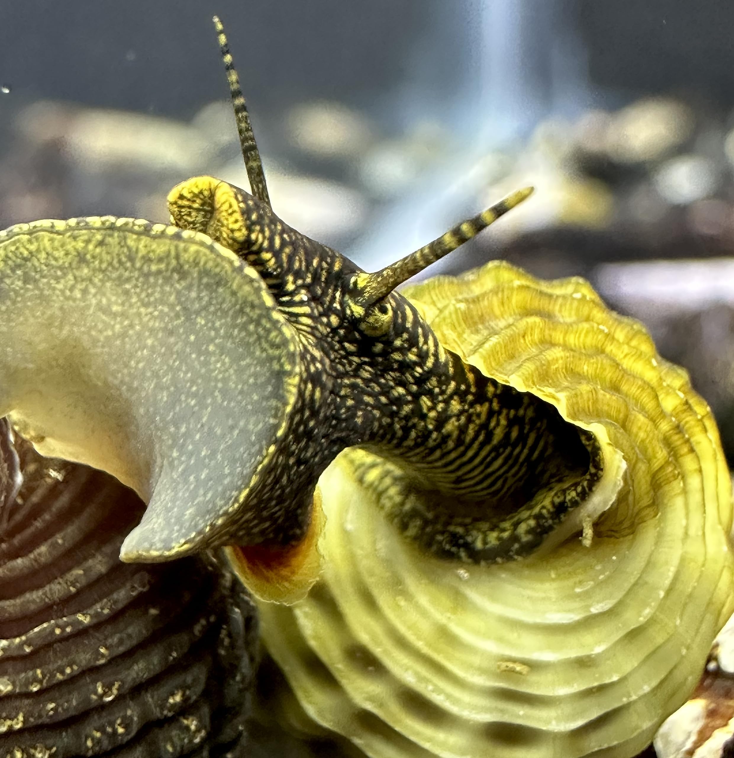 Rabbit Snails Freshwater