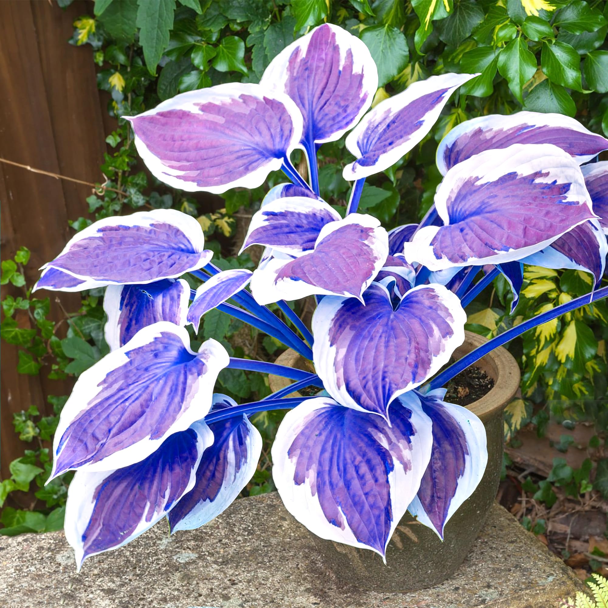 Amazon.com : PLATAGO 200 Dark Blue Hosta Seeds Perennial Hosta Seeds ...