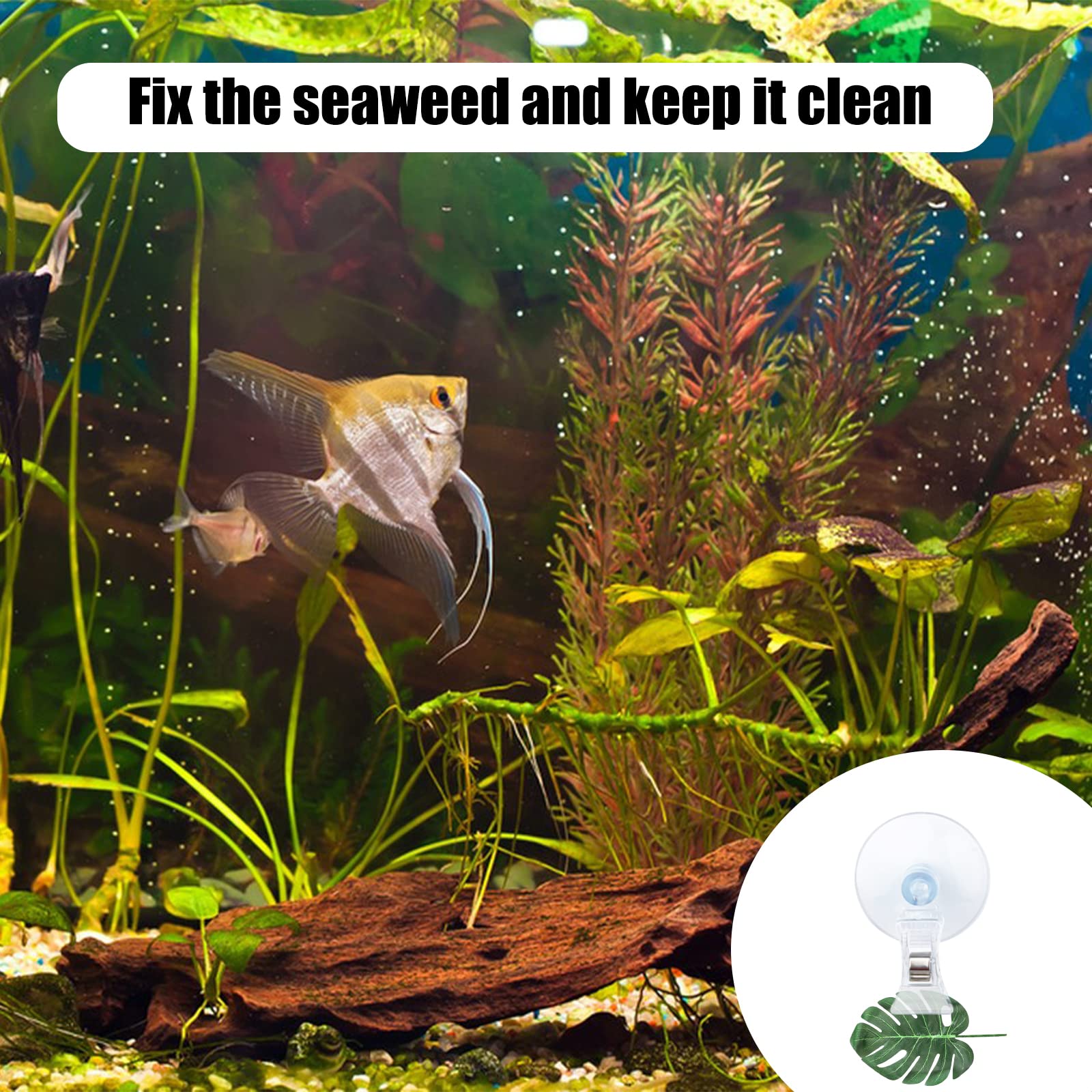 Snapklik.com : 12 Pieces Suction Cup Clips Round Seaweed Clip For ...