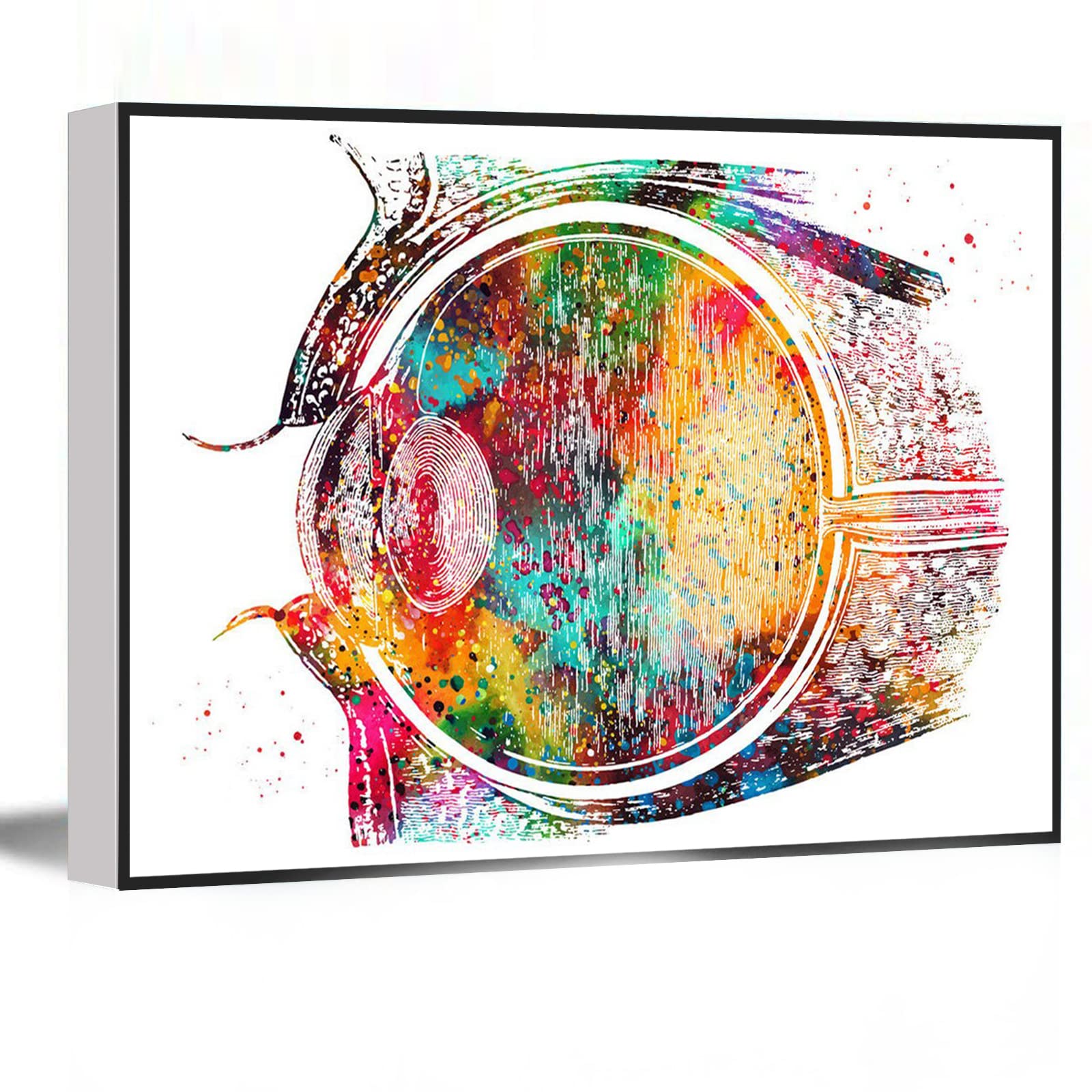 Eyeball Medical Illustration