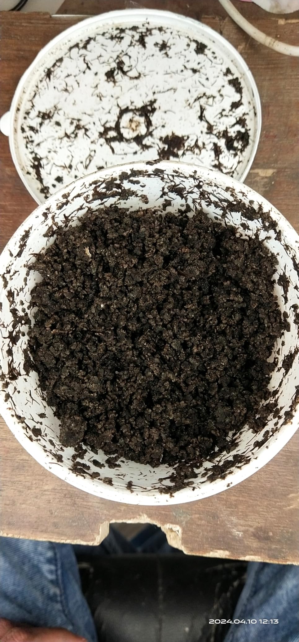 Fast Grow Azolla Seeds Live Plants 100 Pcs : Amazon.in: Garden & Outdoors