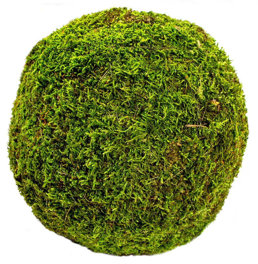 Amazon.com: SuperMoss (21663) Moss Ball, Fresh Green, 8" : Arts, Crafts ...