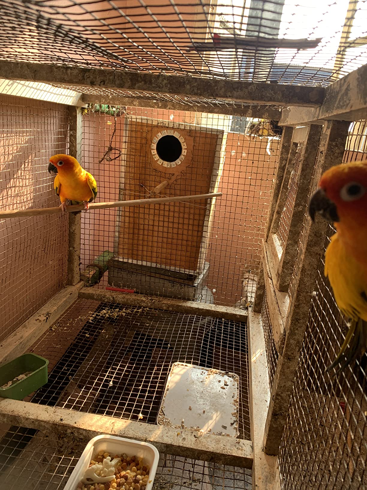 Sun Conure Breeding Box (Wooden) Nest Box, Natural Breeding Box ...