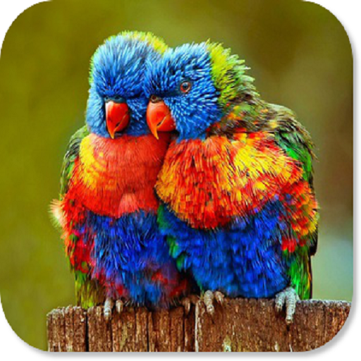 Amazon Birds Wallpaper