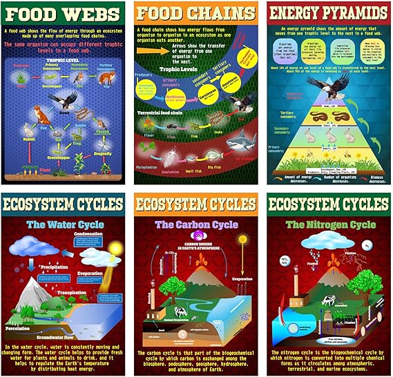 Amazon.com : Pasimy 6 Pcs Science Posters Ecosystems Teaching Posters ...