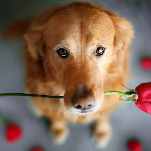 Meme Generator - Know your meme - Funny Memes FX Marker For PPT,Tumblr ...