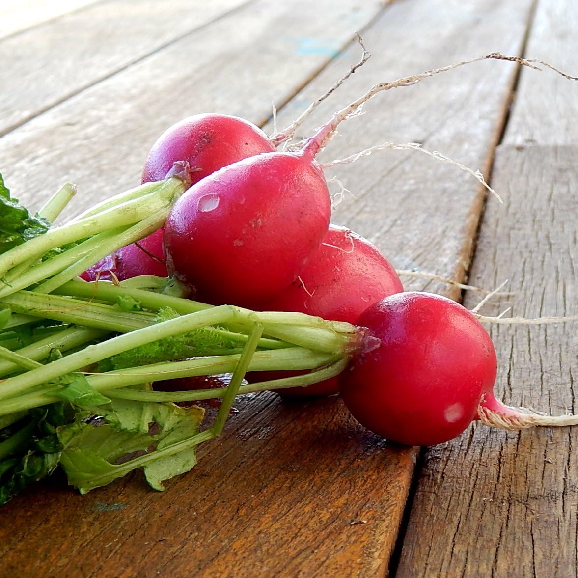 Amazon.com : 600 Lady Slipper Radish Seeds for Planting Heirloom Non ...